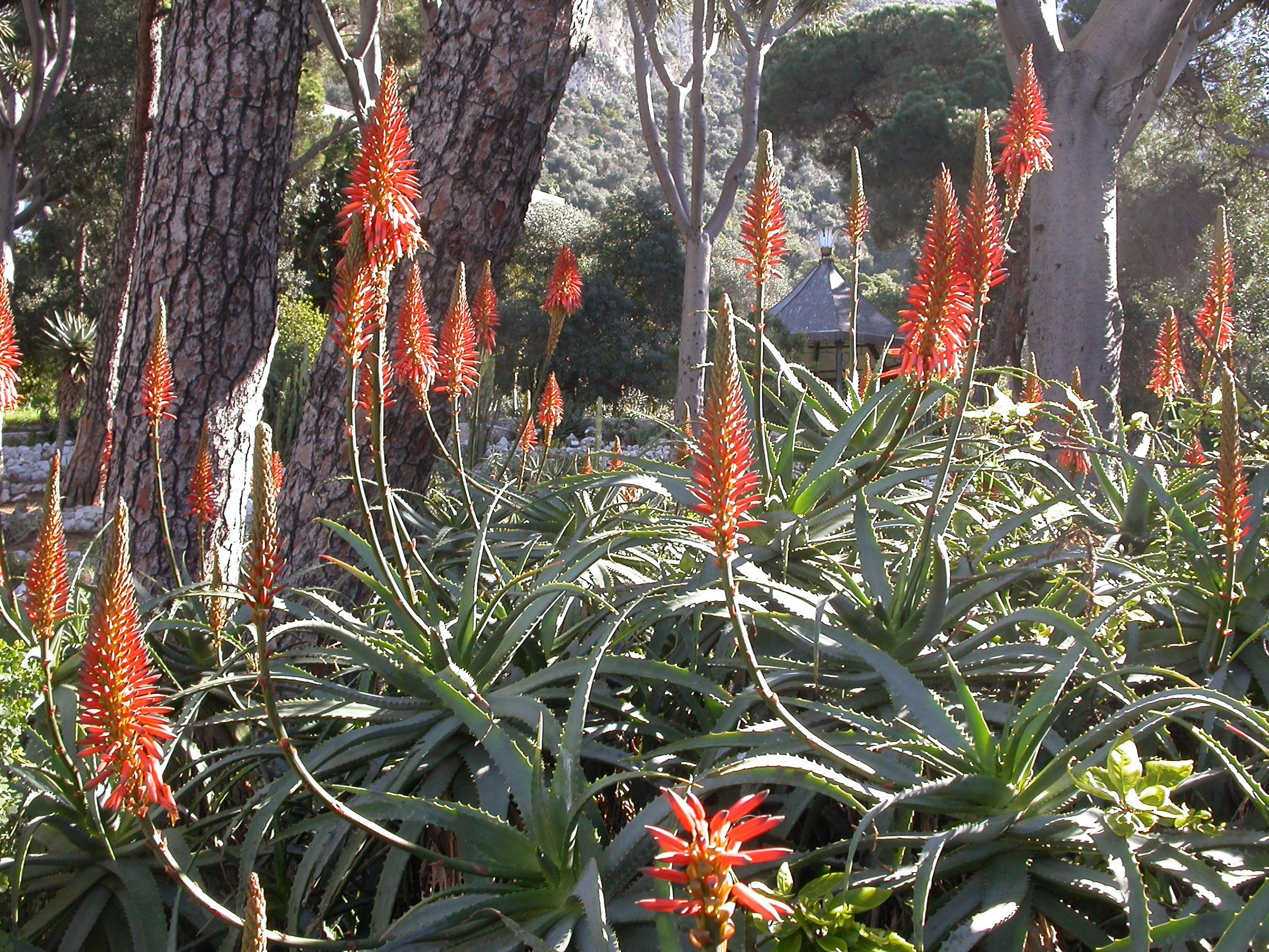 Aloe Die-back in Gibraltar - Gibraltar Ornithological & Natural History ...