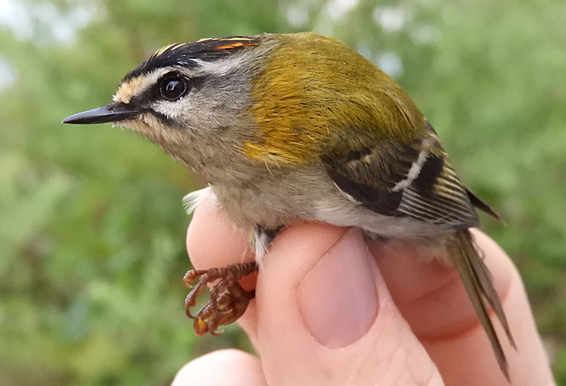 November 2017 Sightings - Gibraltar Ornithological & Natural History ...