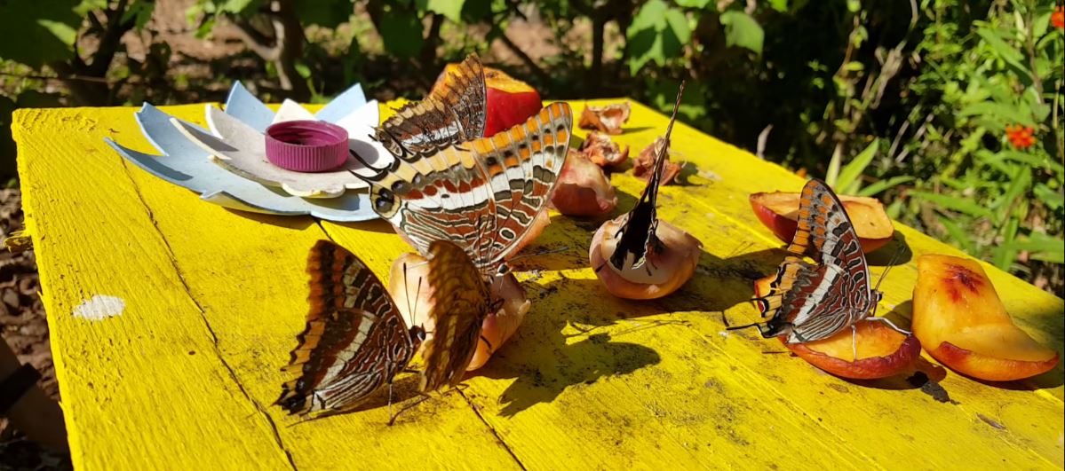 Two-tailed Pashas at the Gibraltar Botanic Gardens - Gibraltar ...