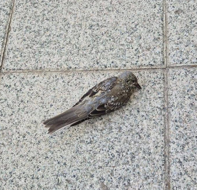 Bird Sightings July 2025 - Gibraltar Ornithological & Natural History ...