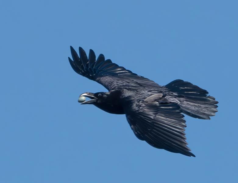 Recent Sightings April 2024 - Gibraltar Ornithological & Natural ...