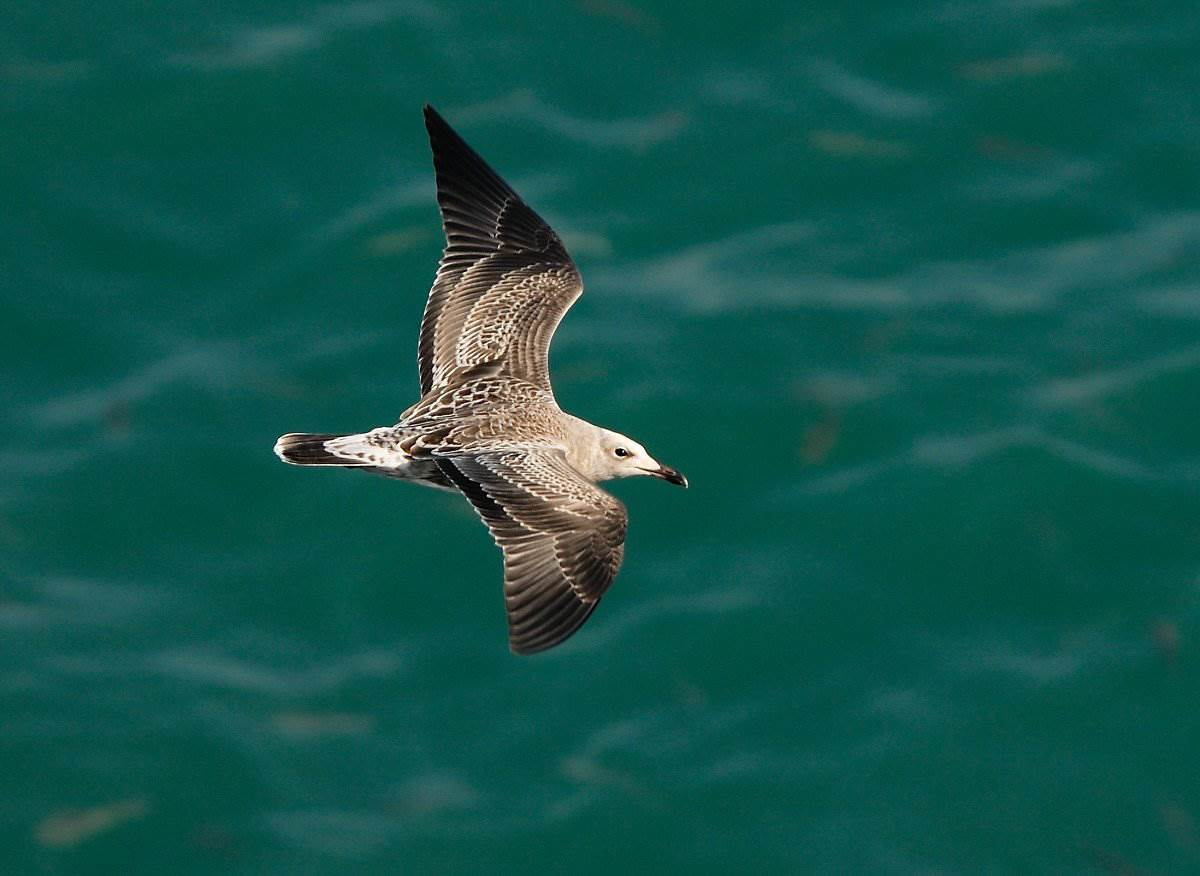 Seabird Migration underway at Europa Point - Gibraltar Ornithological & Natural History Society